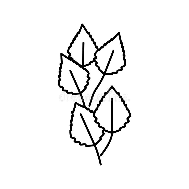 Birch Leaf Line Icon Vector Illustration Stock Vector - Illustration of ...