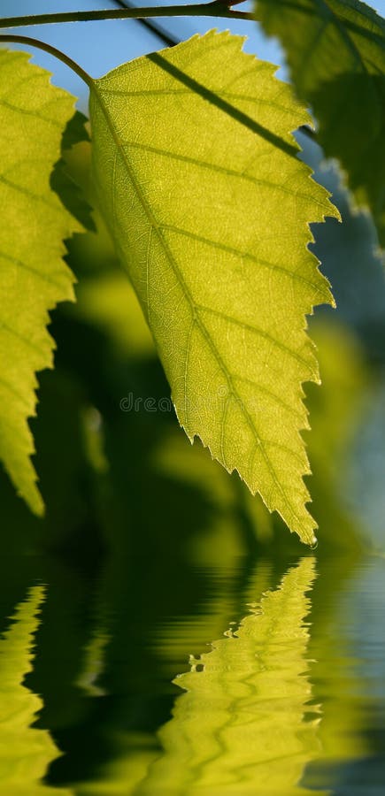 Birch leaf reflections stock image. Image of drop, spring - 2082087