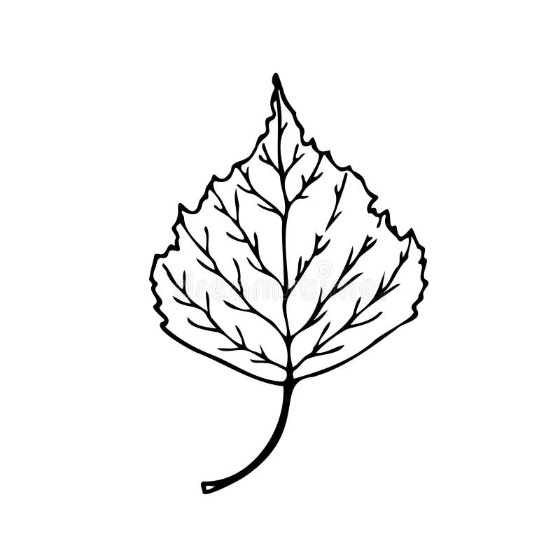Birch Leaf Vector Illustration in Line Art Style Isolated on a White ...