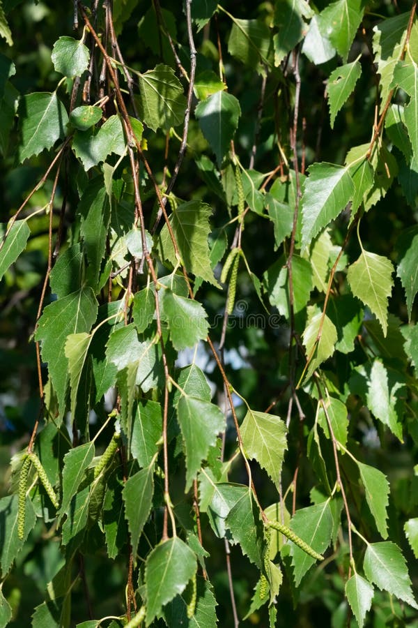 Green Leaves on Birch Branches, Close-up. Vegetative Background Stock ...