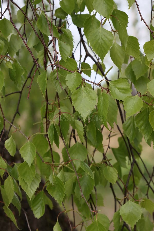 Birch Leaves on the Branches Stock Image - Image of plant, europe ...