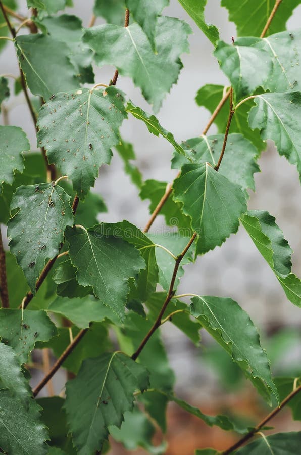 Birch Leaves Close Up. Diseases of Trees Stock Image - Image of beauty ...