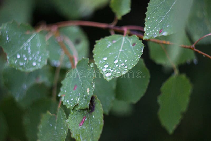 Birch leaves in dew drops stock photo. Image of bright - 147750752