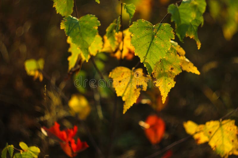 Birch leaves in the fall stock photo. Image of landscape - 147750680