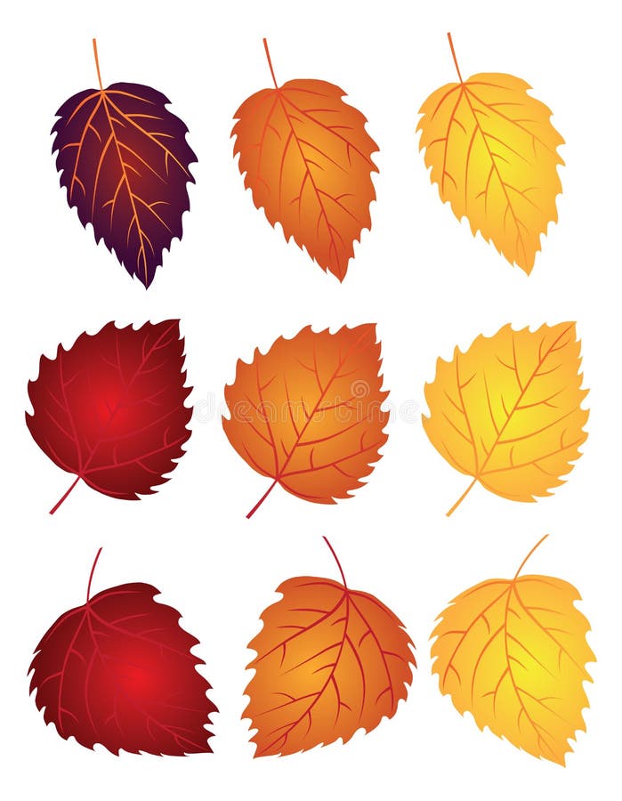 Birch Leaves in Fall Colors Vector Illustration Stock Vector ...