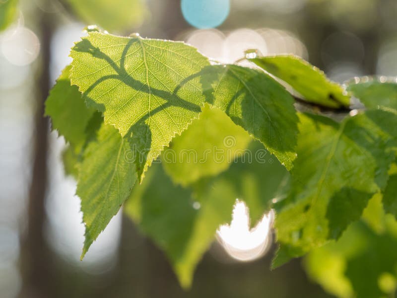 Birch Leaves in Forest with Backlight Stock Photo - Image of birch ...