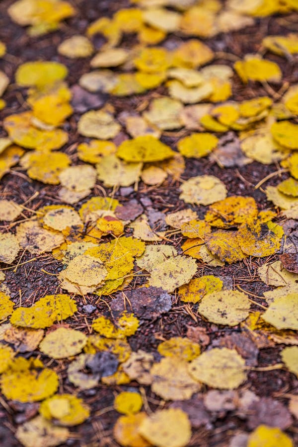 Birch Leaves on a Path in Fall.. Stock Image - Image of outdoor, beauty ...