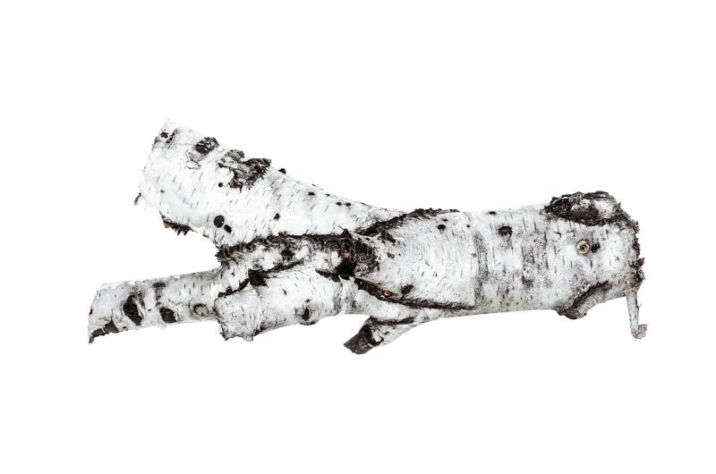 Birch log. stock photo. Image of nature, branch, design - 126657782