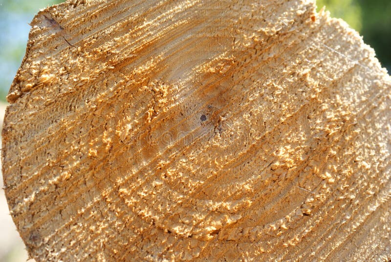 Birch Log Texture stock image. Image of birch, material - 14479613