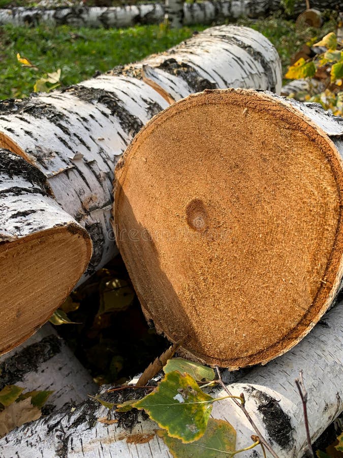 Birch Log. Tree Cut. High Quality Photo Stock Image - Image of forest ...