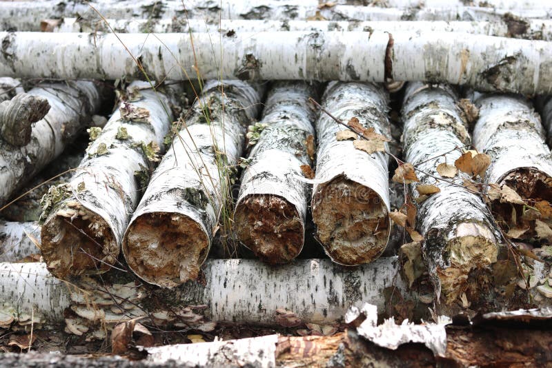 Birch Logs in Autumn Forest Stock Image - Image of heap, brown: 117861439