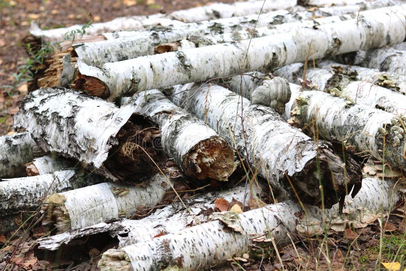 Birch Logs in Autumn Forest Stock Photo - Image of forest, rough: 117862358