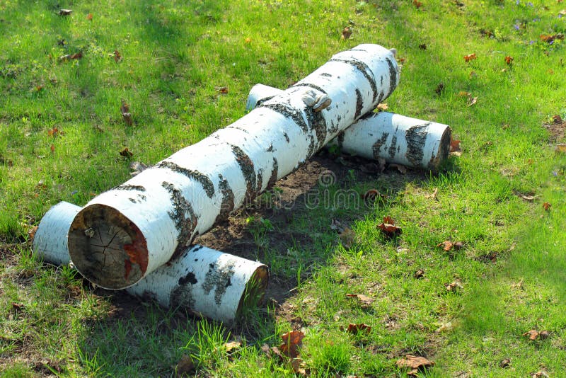 Birch Logs Bench on Green Grass Stock Image - Image of trees, park ...