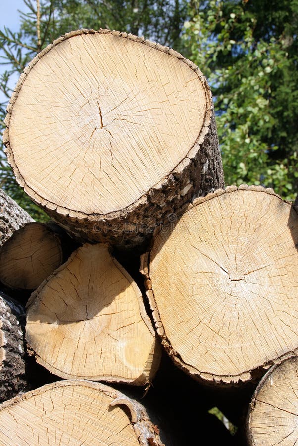 4,805 Birch Logs Photos - Free & Royalty-Free Stock Photos from Dreamstime