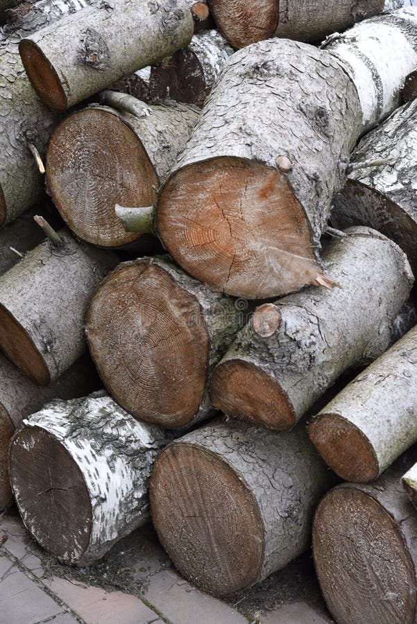 Birch Logs in Laying on Back Yard Stock Image - Image of bark, stack ...