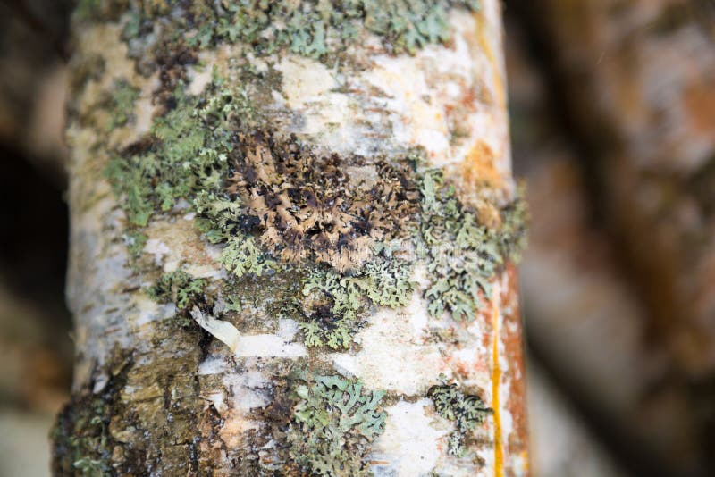 Birch Logs, Prepared for Firewood Stock Image - Image of rural, nature ...