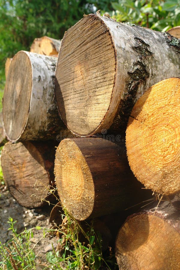 Birch logs stock photo. Image of ground, grass, timber - 88361034