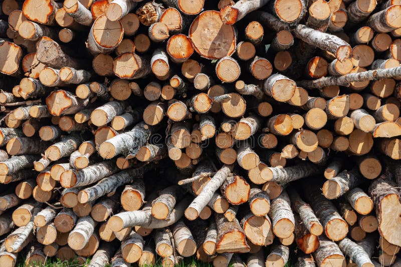 Birch logs stack texture stock photo. Image of stump - 315428112