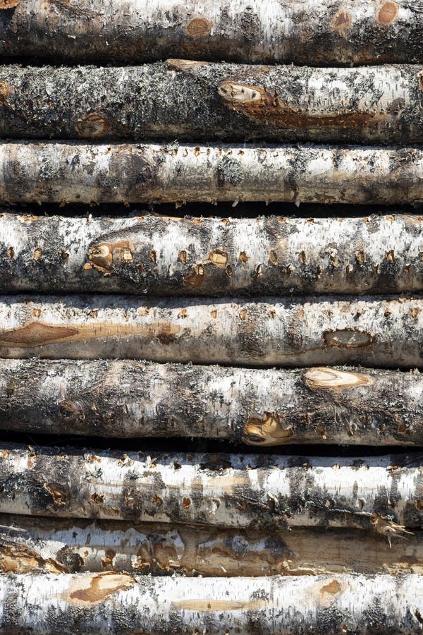 Birch Logs. a Stack of Trees Stock Photo - Image of logs, stack: 218495758