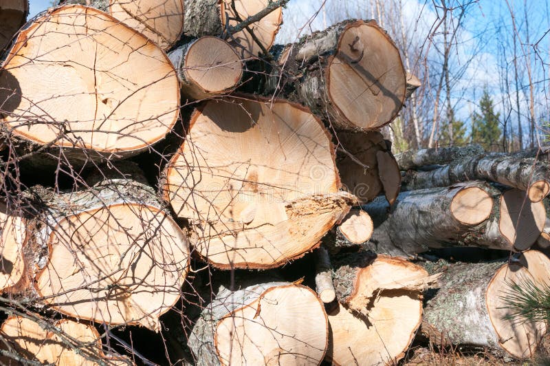 Birch logs stock image. Image of energy, material, tree - 57531375