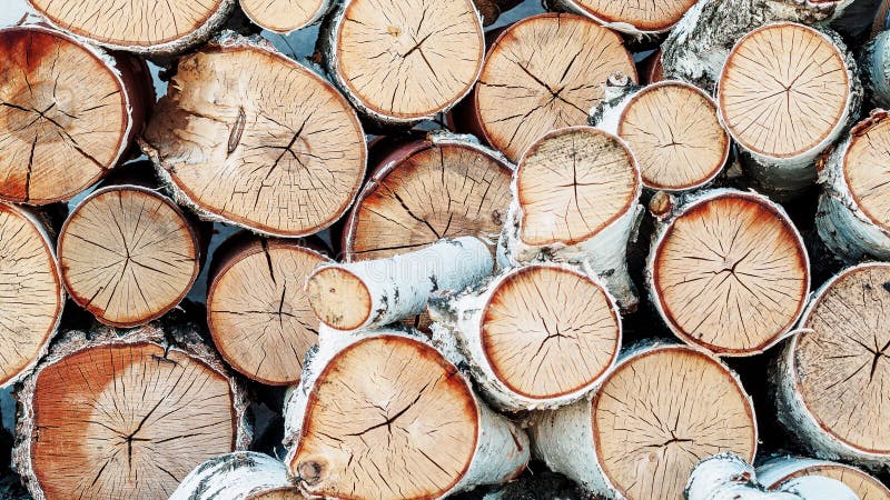 Birch logs texture stock image. Image of lumber, energy - 95422531