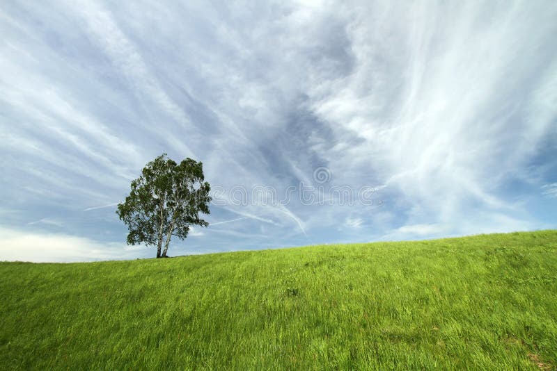 Birch on meadow stock image. Image of tree, natural, stem - 31502517