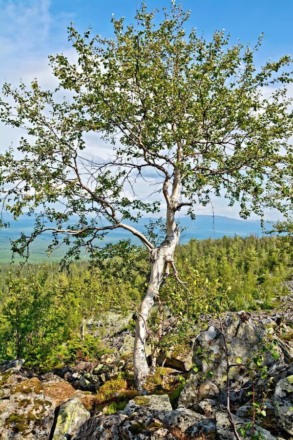 Birch on a mountain top stock image. Image of herb, blue - 47345249