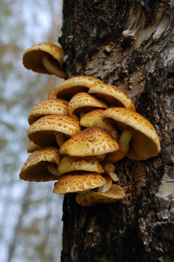 Birch and mushrooms stock photo. Image of birch, branch - 7372786