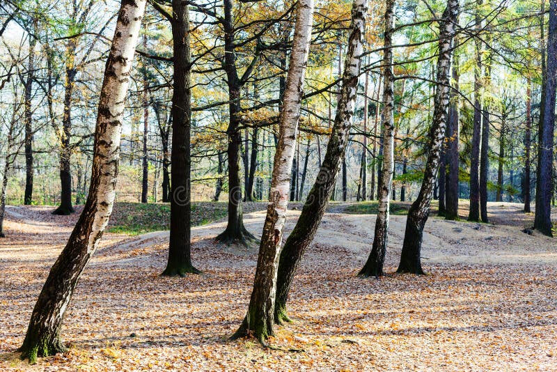 Birch and Oak Trees in Urban Park in Autumn Stock Photo - Image of ...