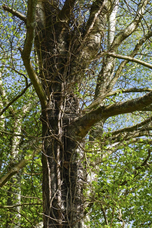 Birch, Old Tree, Trunk Entwined by Ivy and Lianas Stock Photo - Image ...