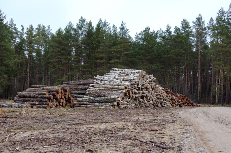 .Birch and Pine Logs are Piled on the Side of the Gravel Road for ...