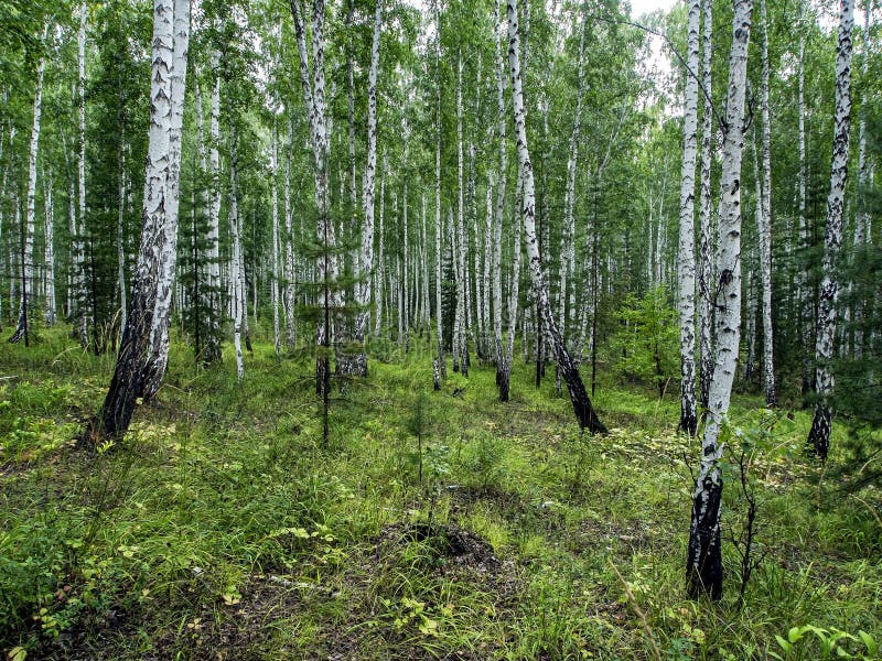 Birch and Pine Mixed Forest in Summer Stock Photo - Image of autumn ...