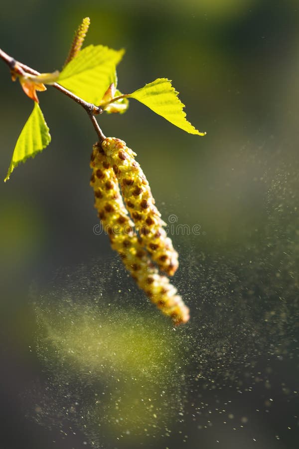 Birch Pollen, Blown Up by the Wind, is a Strong Allergen Stock Photo ...