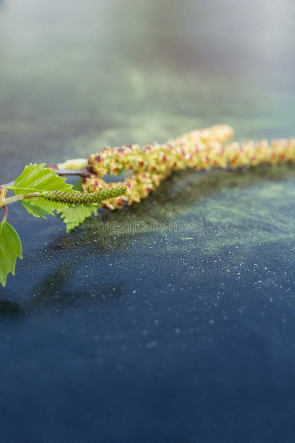 Birch pollen stock photo. Image of mucosae, pollenosis - 40700134