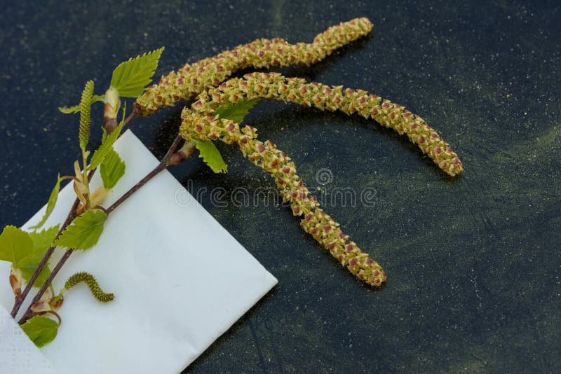 Birch pollen stock image. Image of leaf, space, tract - 40700275