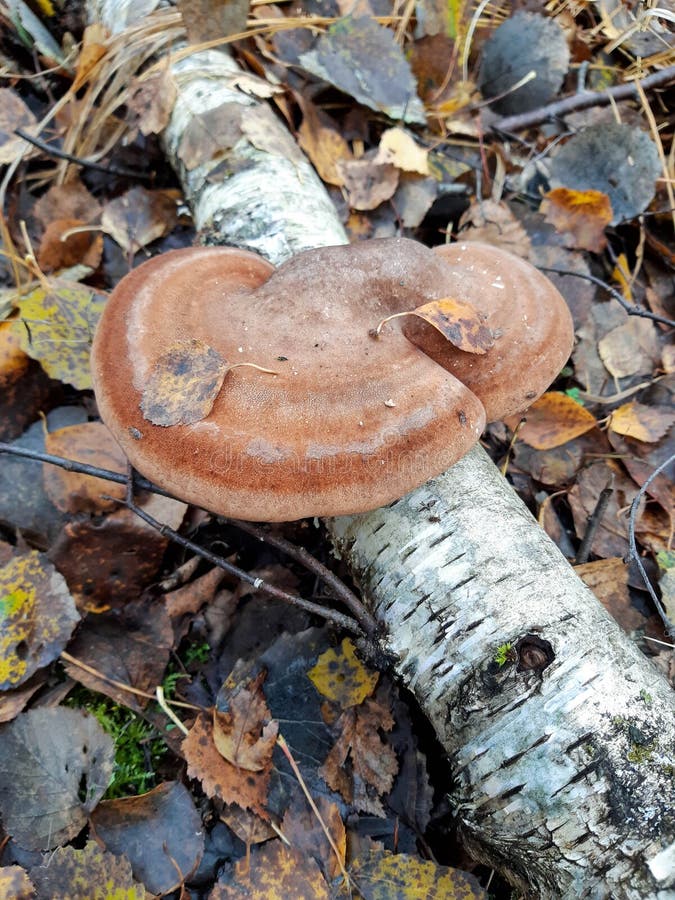 Birch polypore mushroom stock image. Image of fall, razor - 238563857
