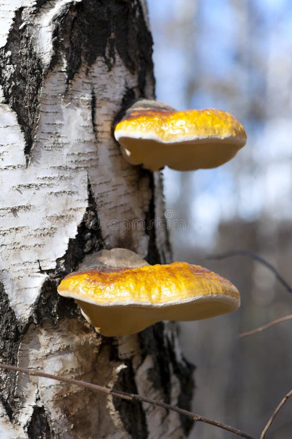 Birch Polypore Mushrooms (Piptoporus Betulinus) Stock Photo - Image of ...