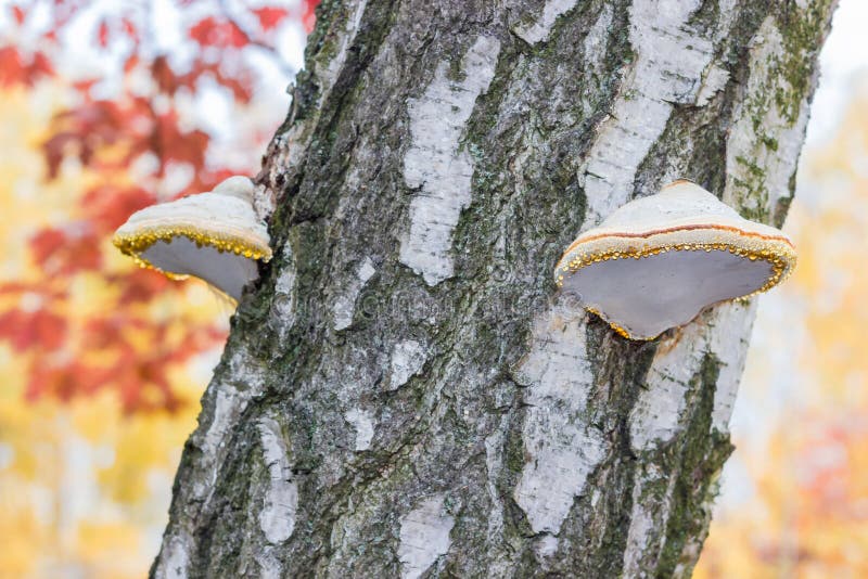 Polypores on tree trunk stock image. Image of foliage - 78970559