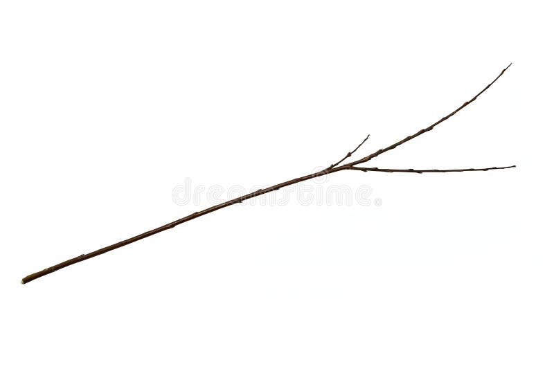 Birch for punishment stock photo. Image of birch, white - 12634048