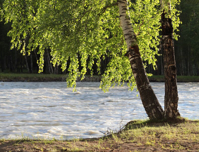 Birch by the river, spring stock image. Image of nature - 211656015