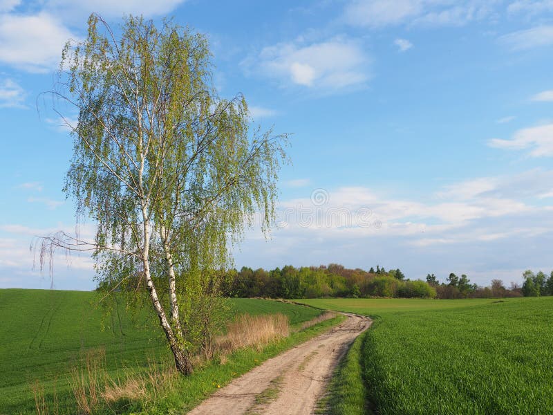 Birch and road in spring stock photo. Image of grass - 40022532