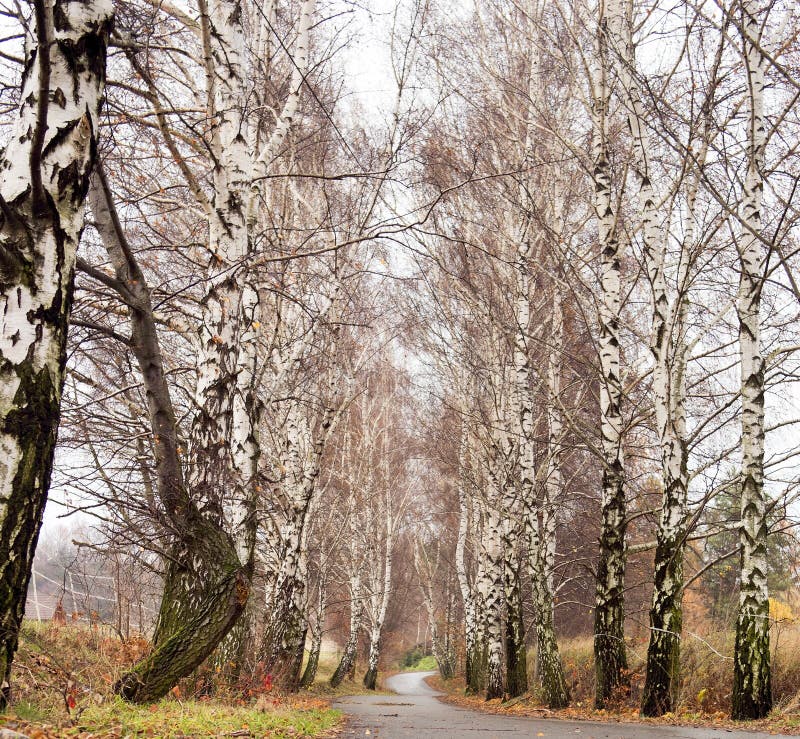Birch and road in spring stock image. Image of birch - 40022535