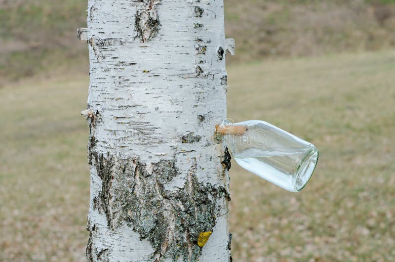 Birch sap stock image. Image of glass, outdoors, natural - 91863019