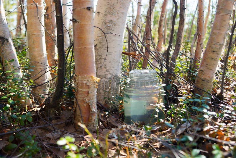 Birch SAP Dripping into the Jar . Sibir ,Yugra. Stock Image - Image of ...