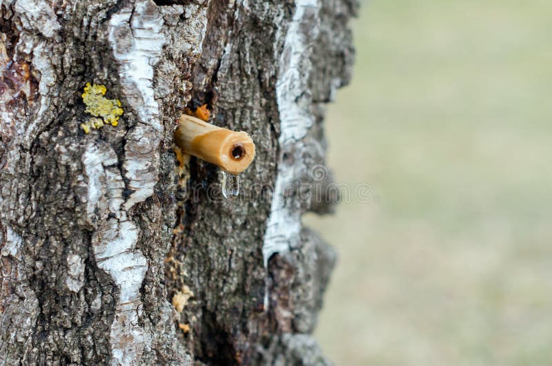 Harvesting Birch Sap In The Forest In Spring In March And April Stock ...
