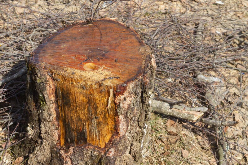 Birch Sap Flows from the Stump of a Felled Birch Tree in the Spring ...