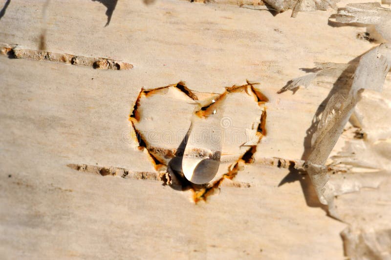 Birch sap stock photo. Image of stem, sweet, juice, white - 30740350