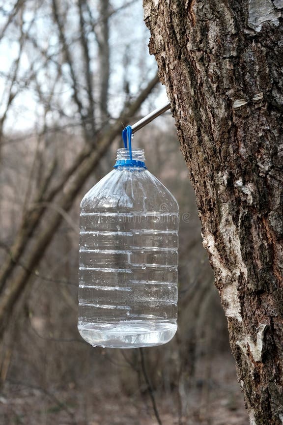 Birch Sap, Liquid Flowing from Trunk of Birch Tree Under the Action of ...