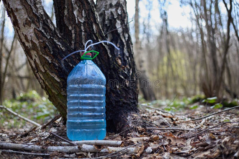 Birch Sap. Production of Birch Sap in a Large Bottle Stock Image ...