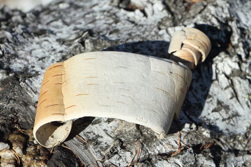 Birch bark scroll stock image. Image of green, flowers - 21266223